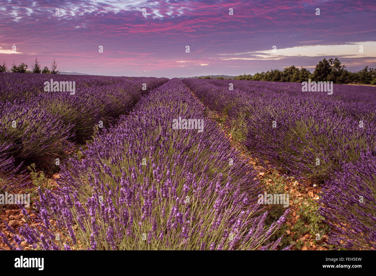 Lavanda fields in Provence Stock Photo - Alamy