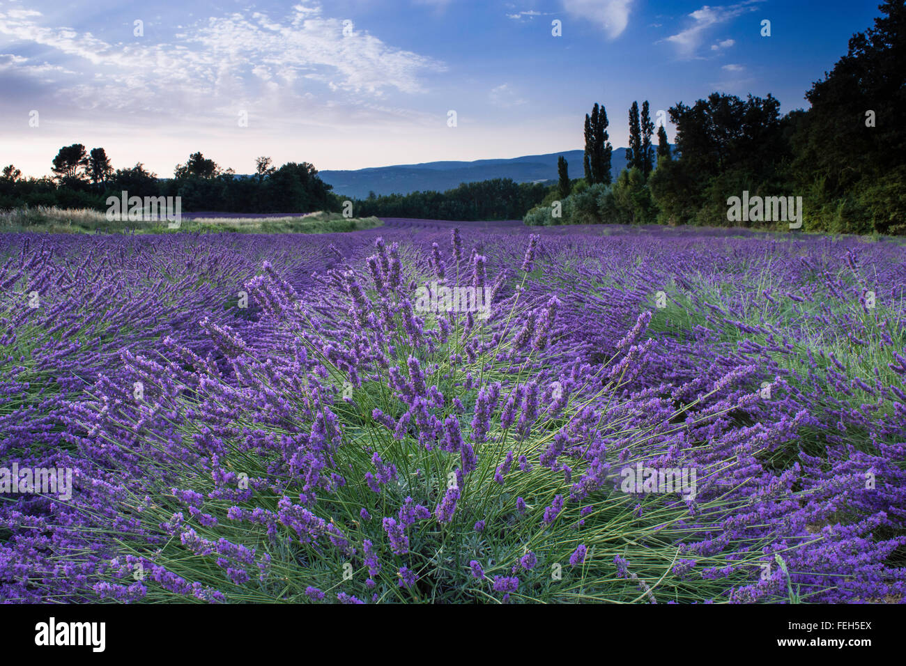 Lavanda fields in Provence Stock Photo - Alamy