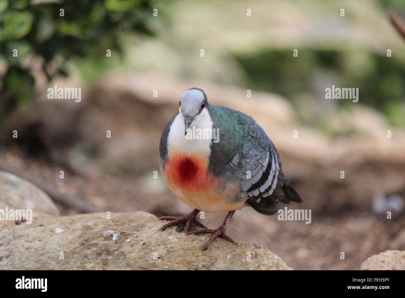 Luzon Bleeding Heart Dove Stock Photo - Alamy