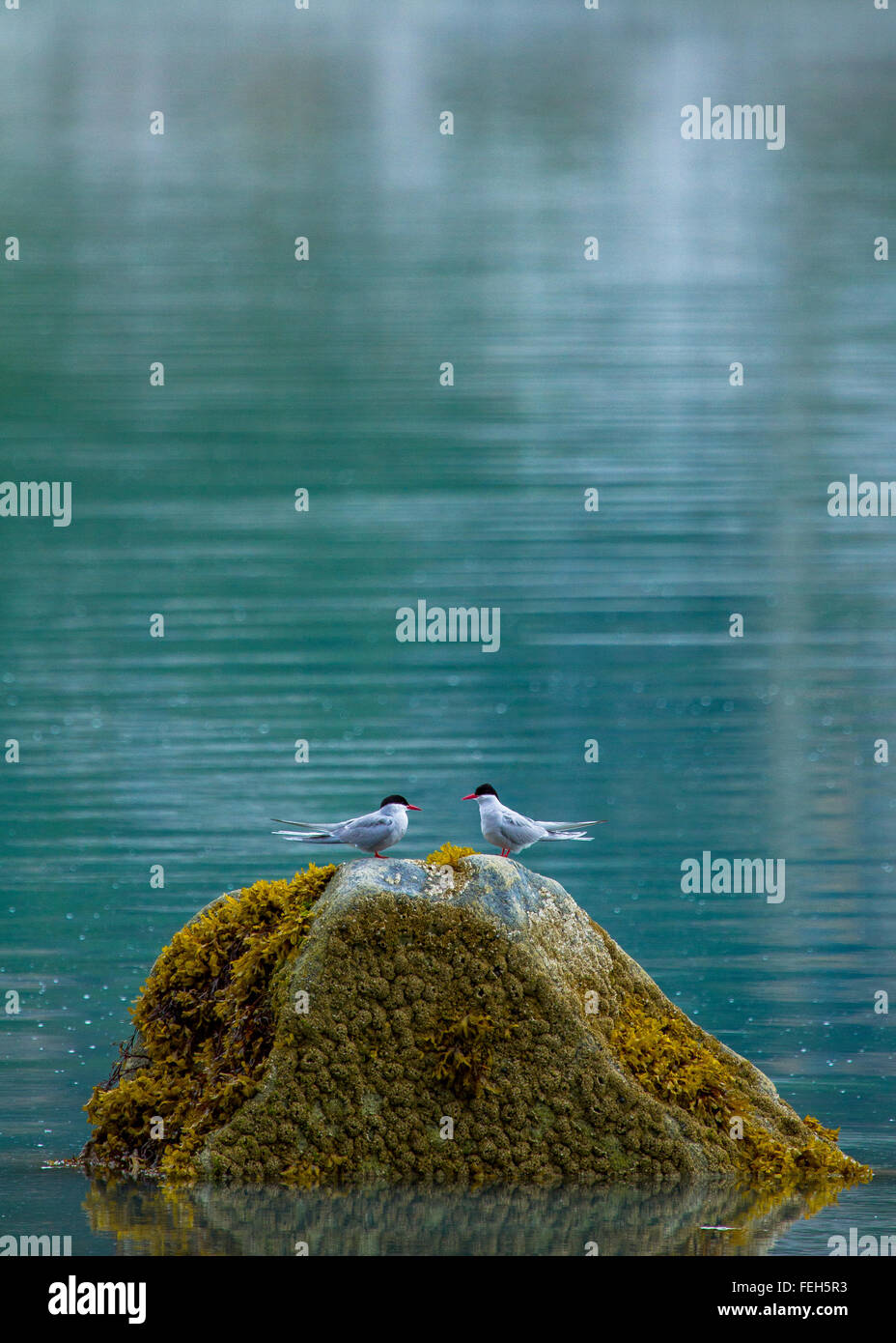 A pair of arctic terns (Sterna paradisaea) perched on a rock looking at ...