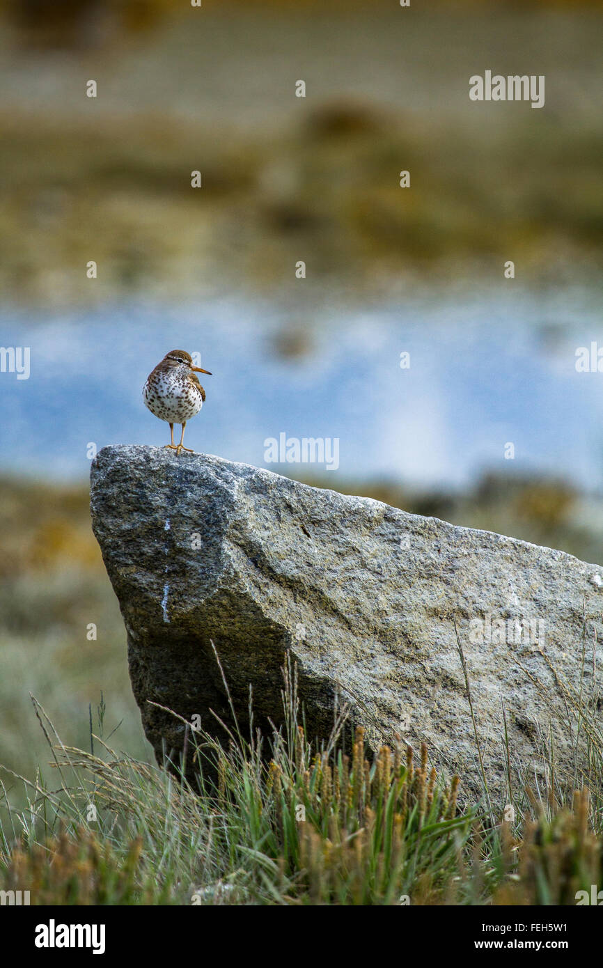A spotted sandpiper (Actitis macularia) perched perfectly on a rock in ...