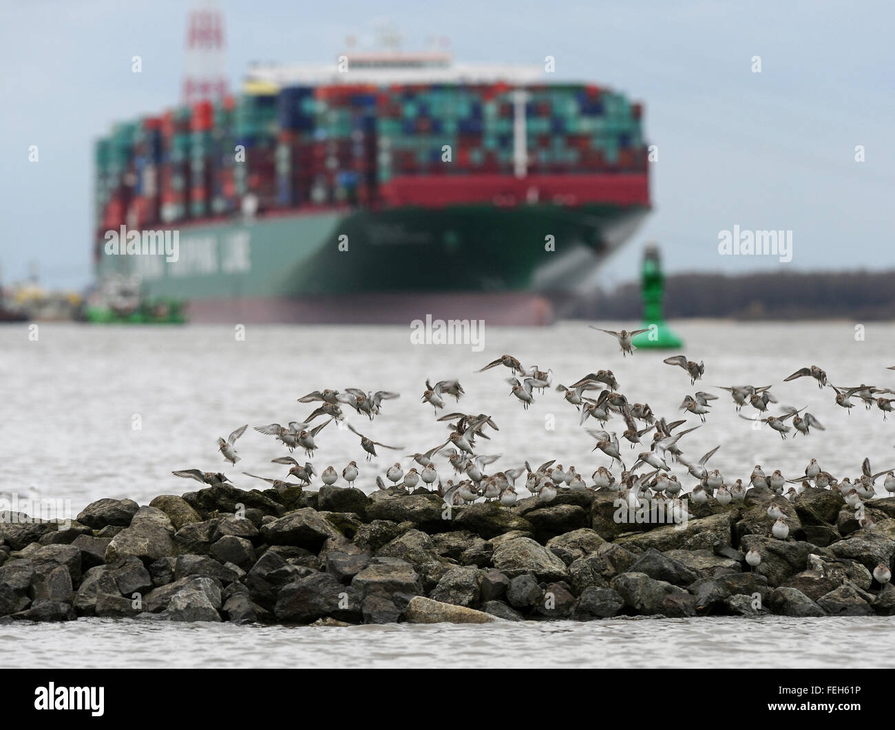 Birds land on a stone jetty pictured in front of the grounded container ...