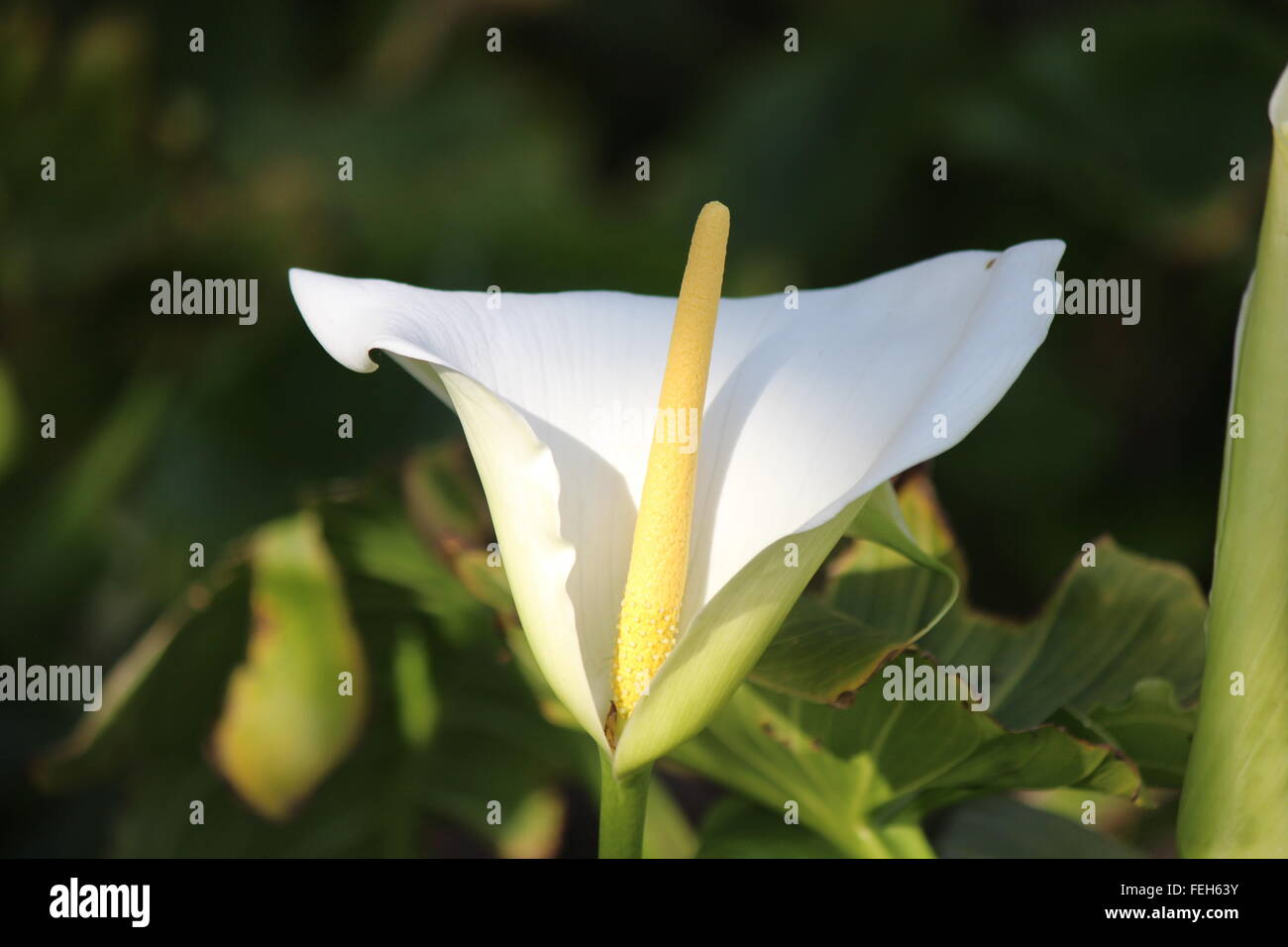 White Calla Lily Stock Photo - Alamy