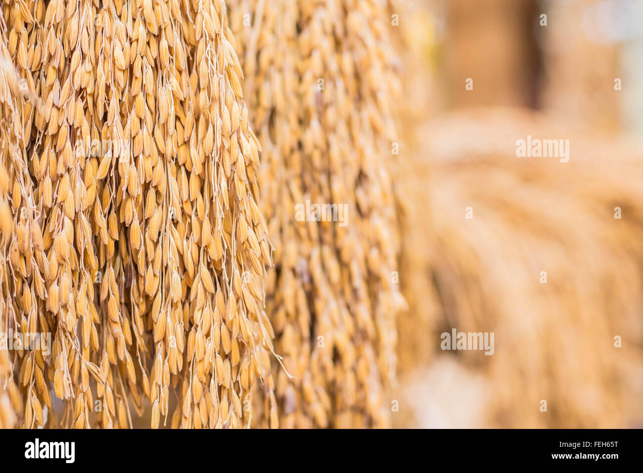 Rice hung together after harvest as seed Stock Photo - Alamy