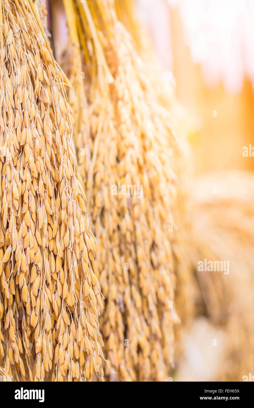 Rice hung together after harvest Stock Photo - Alamy