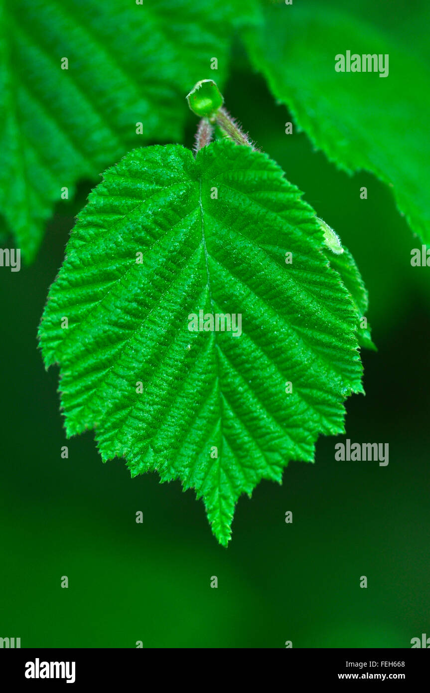Hazel hi-res stock photography and images - Alamy