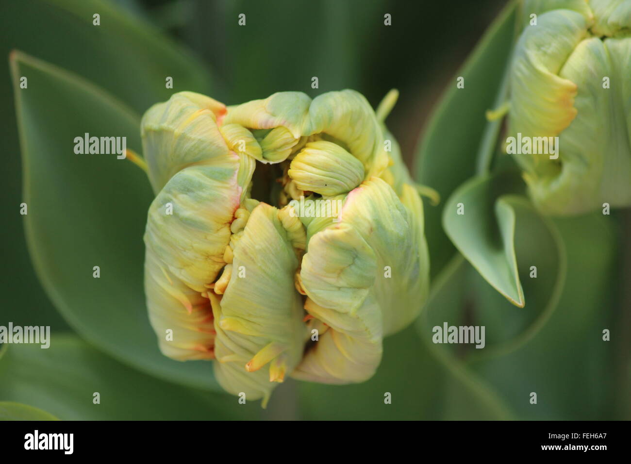 Unopened flower bud hi-res stock photography and images - Alamy