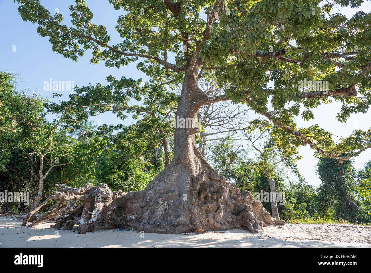 A giant banyan tree on Uno island Bijagos archipelago, Guinea Bissau ...