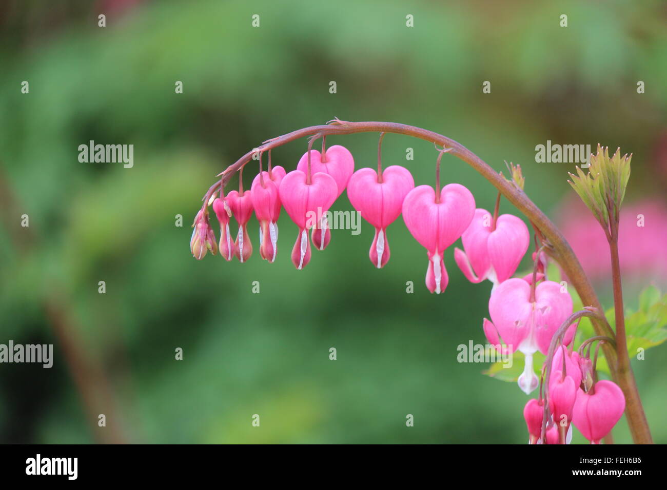 Heart shaped flowers hi-res stock photography and images - Alamy