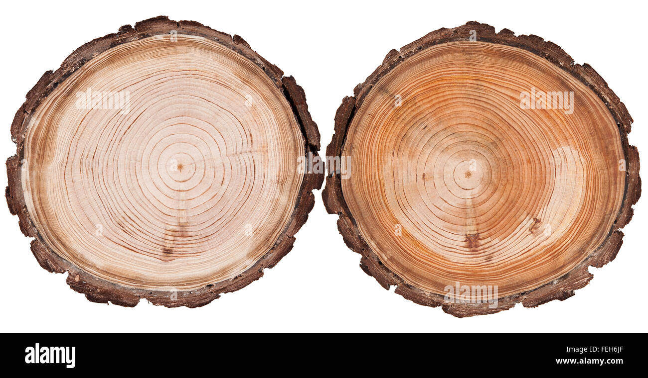 Round cut down tree with annual rings texture background Stock Photo - Alamy
