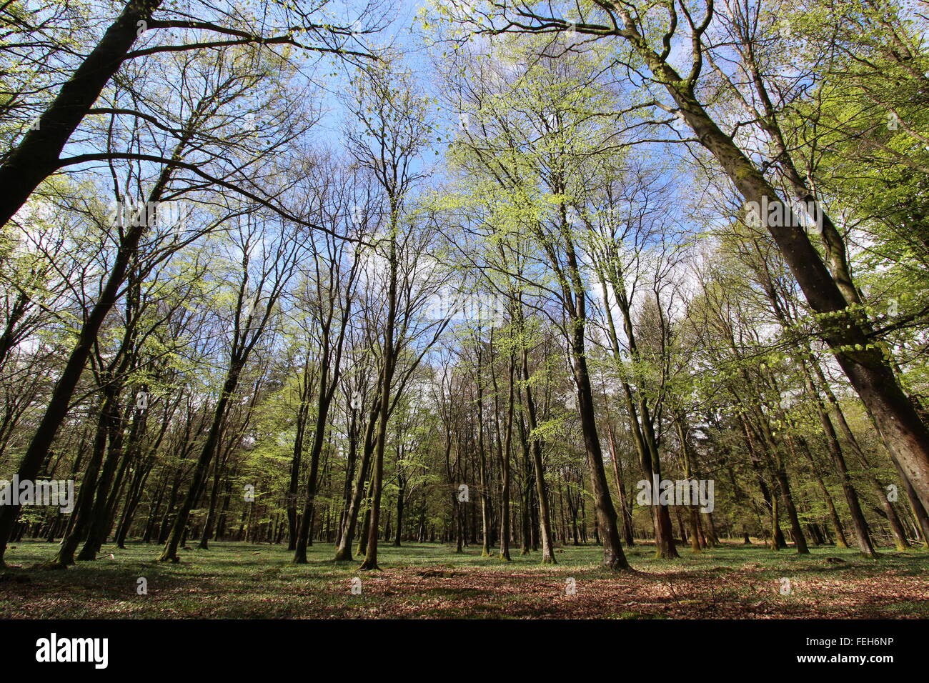 New forest tall trees hi-res stock photography and images - Alamy