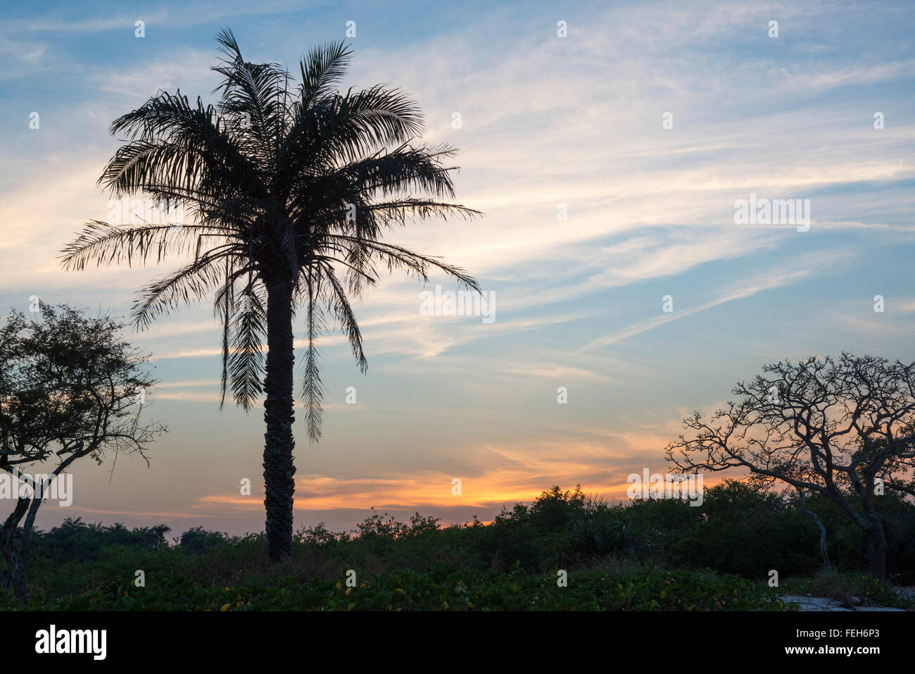Tree trees tribes hi-res stock photography and images - Alamy