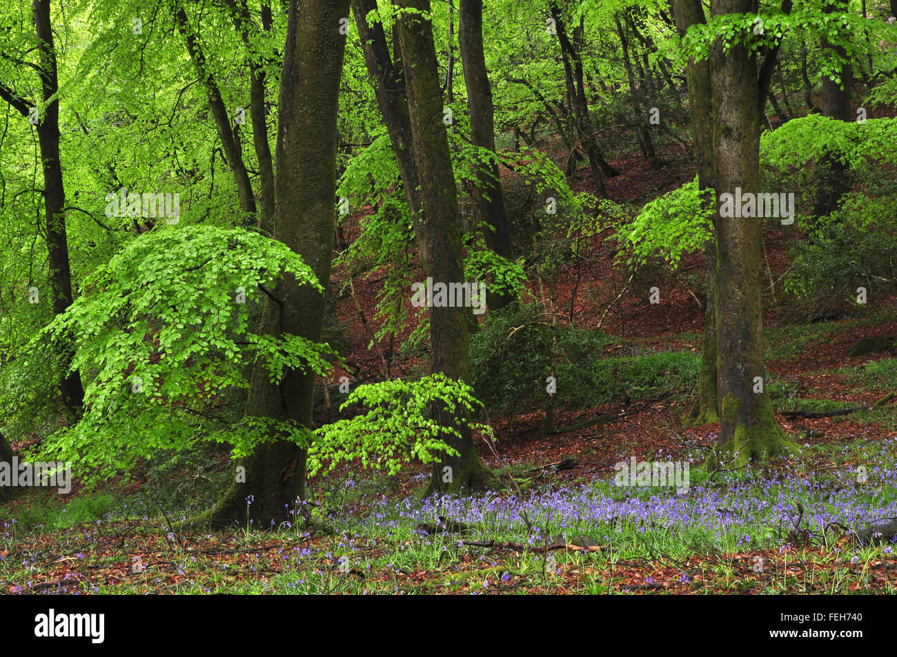 Spring beech tree hi-res stock photography and images - Alamy