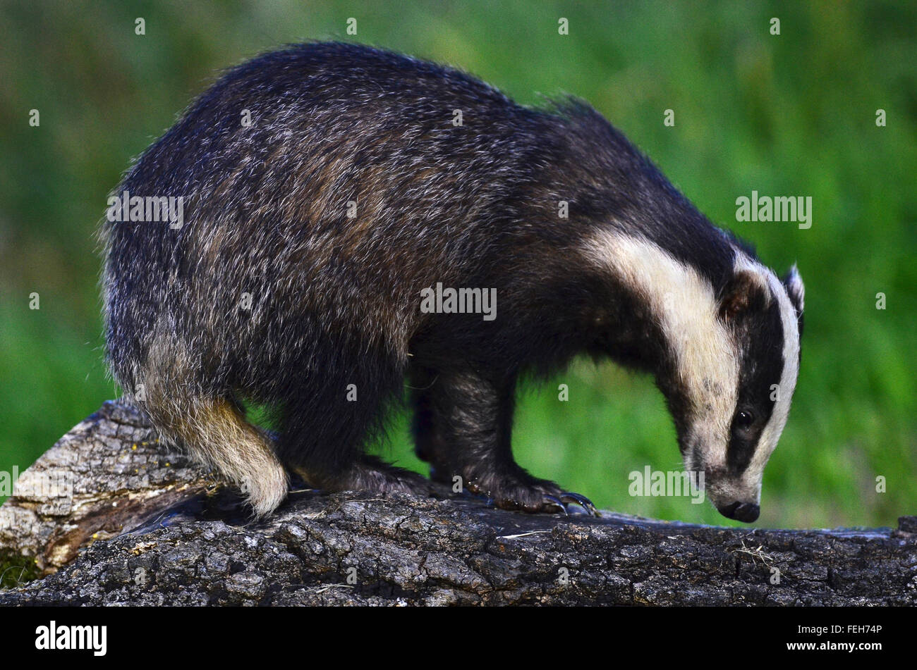 Badger hi-res stock photography and images - Alamy