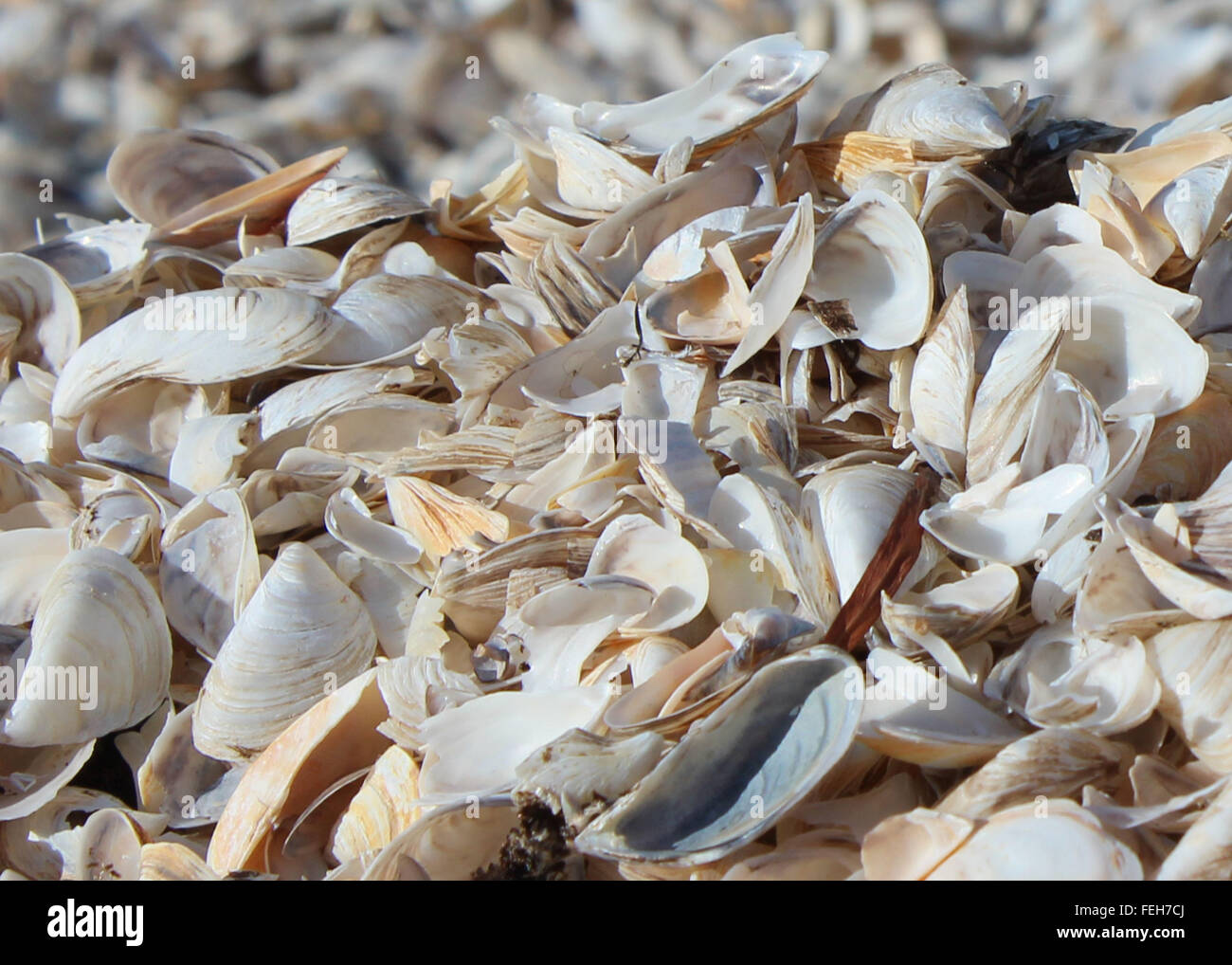 Shells on the beach Stock Photo - Alamy