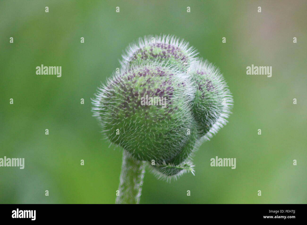 Unopened poppy flower hi-res stock photography and images - Alamy