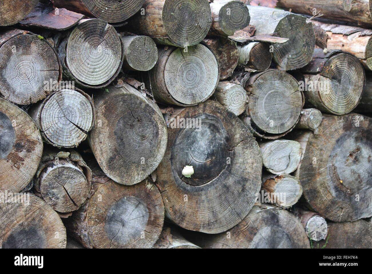 Pile of logs Stock Photo - Alamy