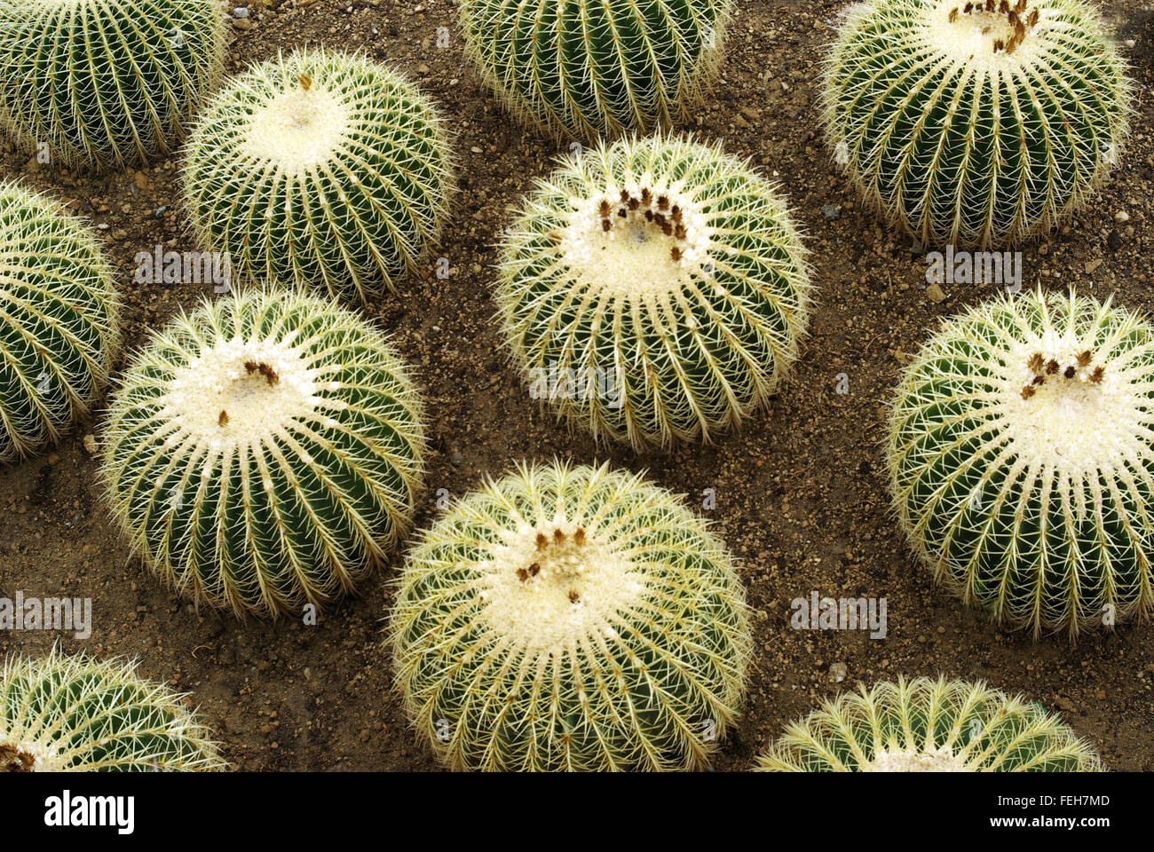 Cactuss spines hi-res stock photography and images - Alamy