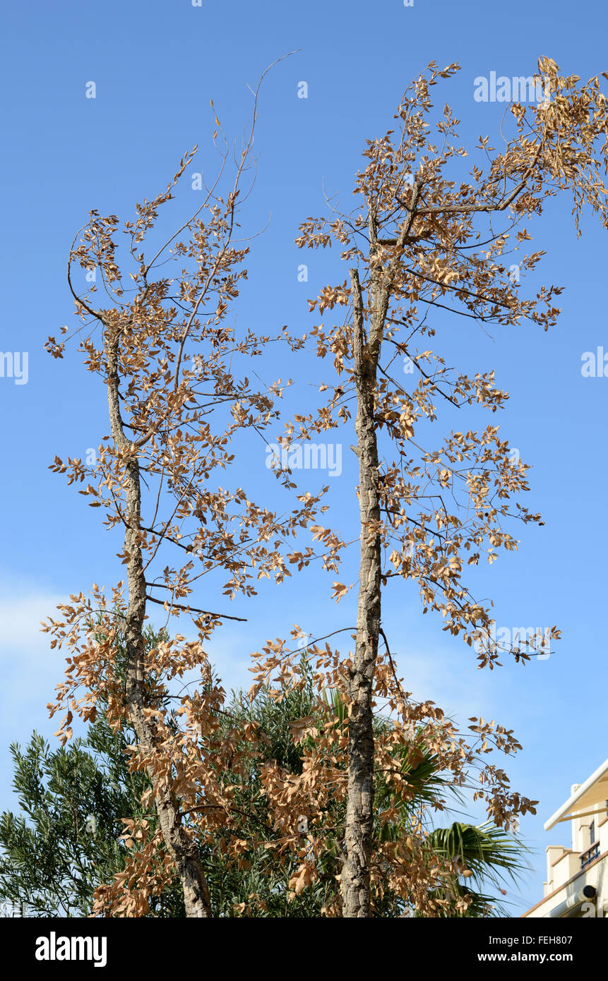 Dead oak tree hi-res stock photography and images - Alamy