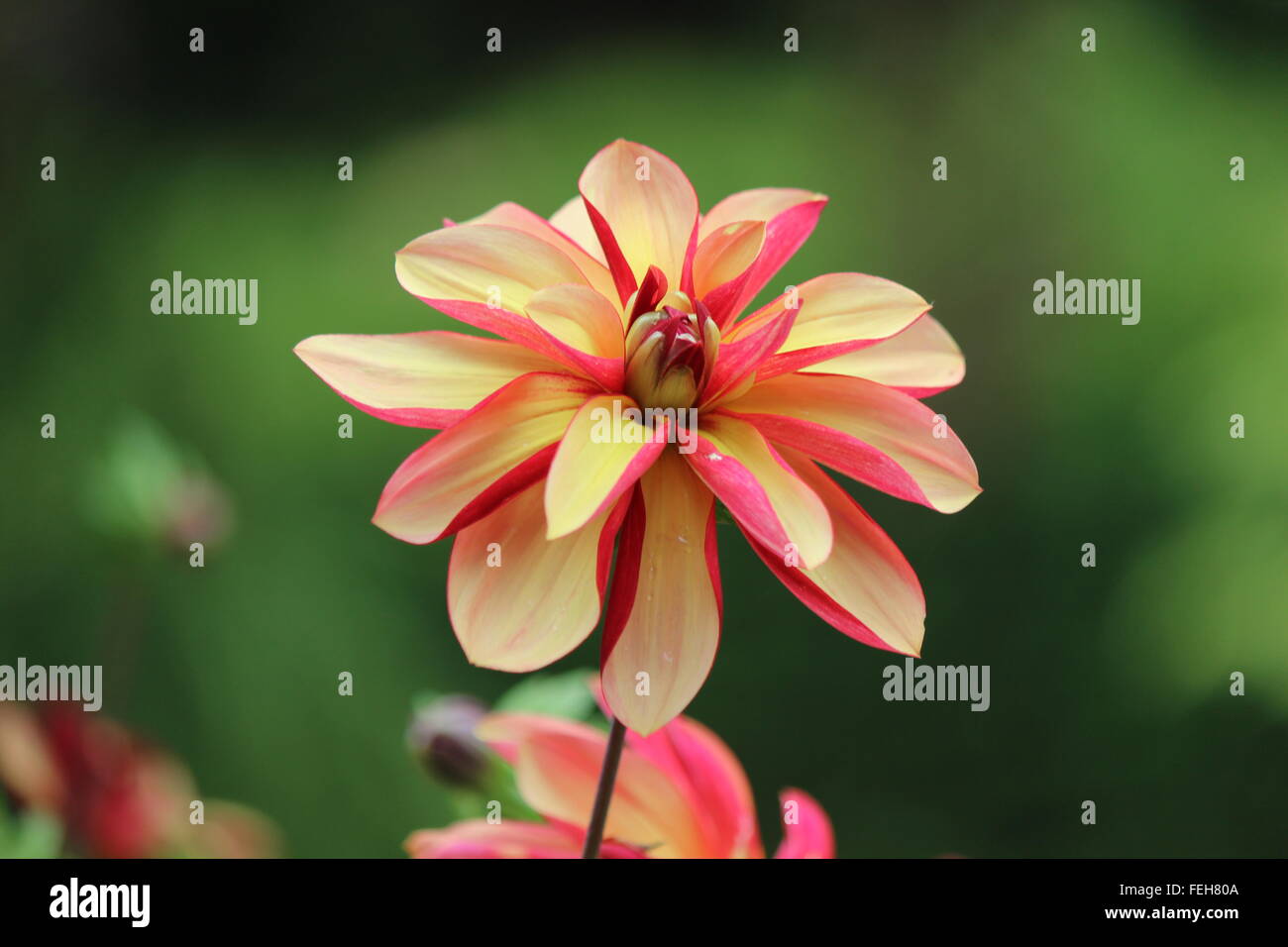 Cream & Pink Flower Stock Photo - Alamy