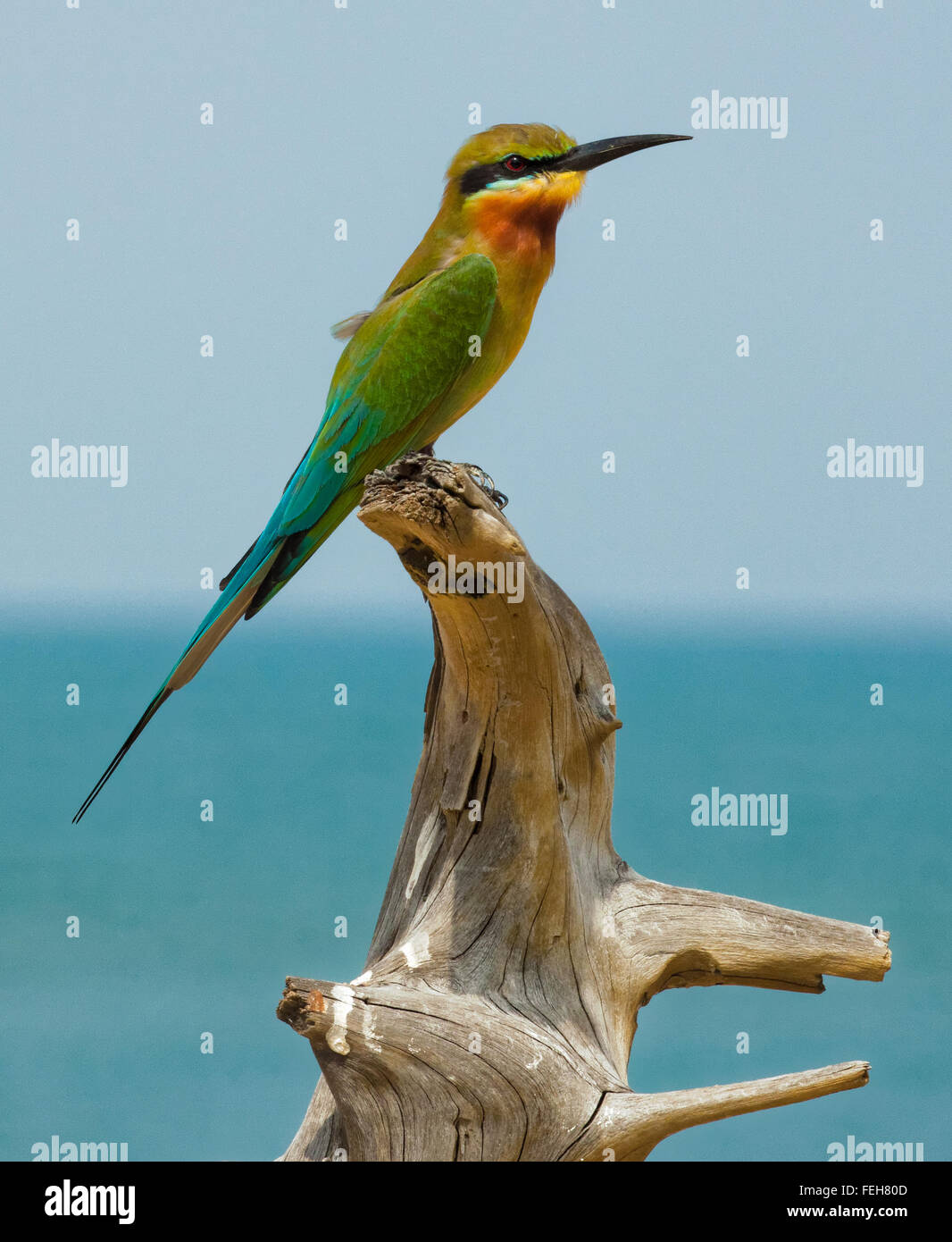 Blue-tailed bee-eater in Sri Lanka, perching on dead tree with Indian ...
