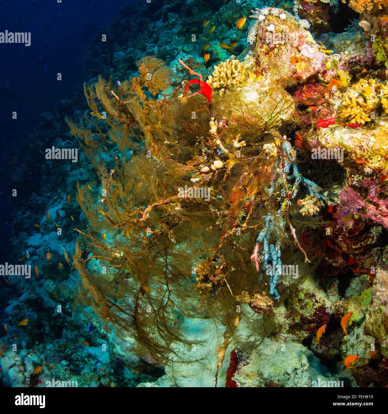 The reefs of the Red Sea Stock Photo - Alamy
