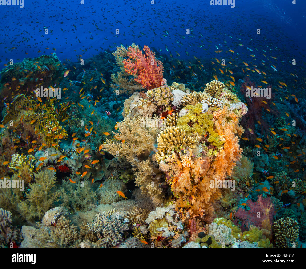 The reefs of the Red Sea Stock Photo - Alamy