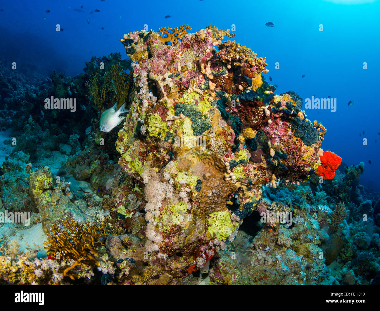 The reefs of the Red Sea Stock Photo - Alamy