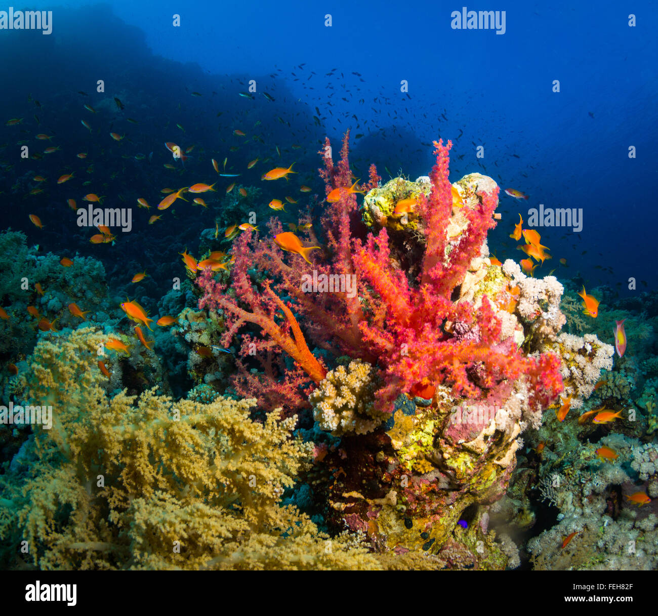 The reefs of the Red Sea Stock Photo - Alamy