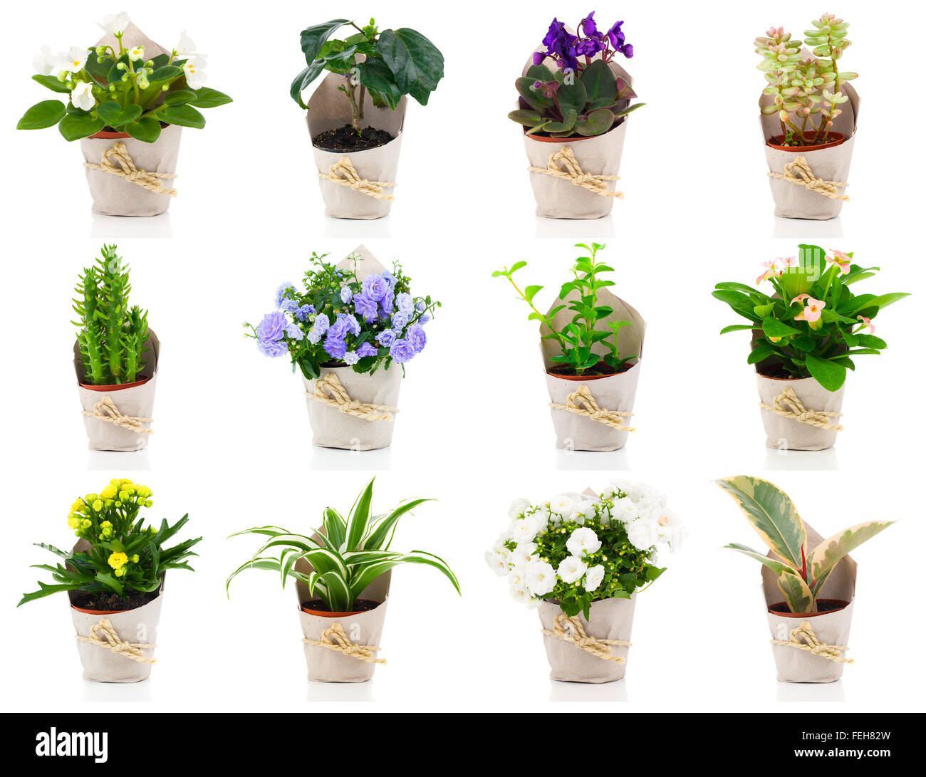 Paper flower plant hi-res stock photography and images - Alamy