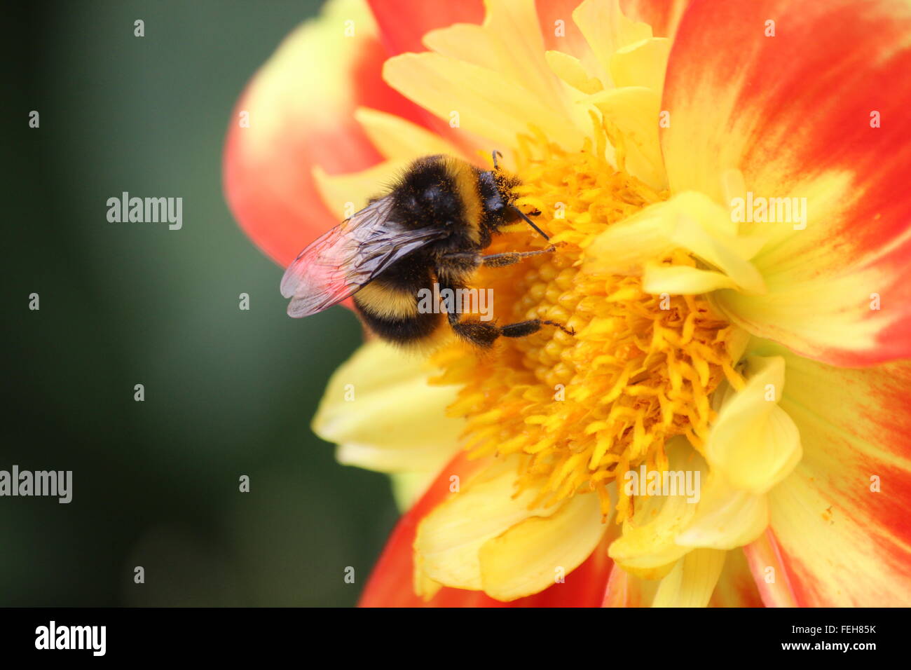 Orange and yellow bee hi-res stock photography and images - Alamy