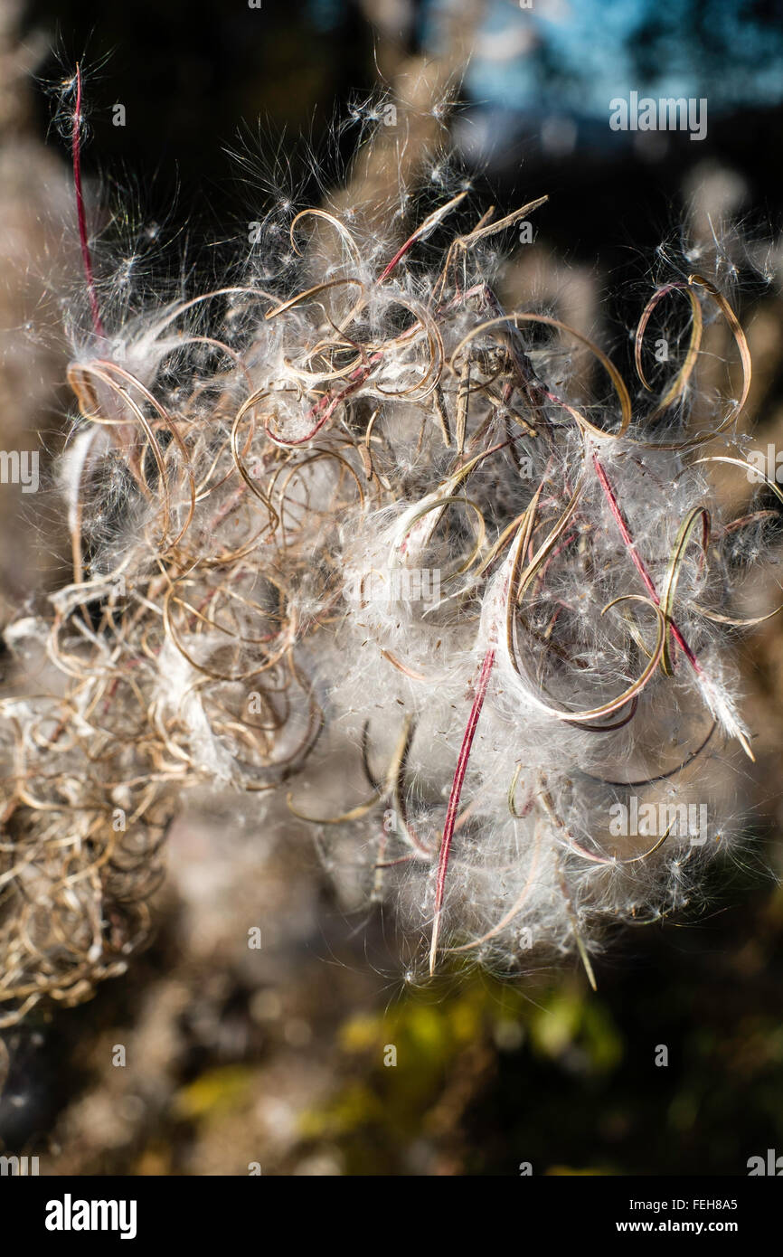 dry plant flora Stock Photo - Alamy