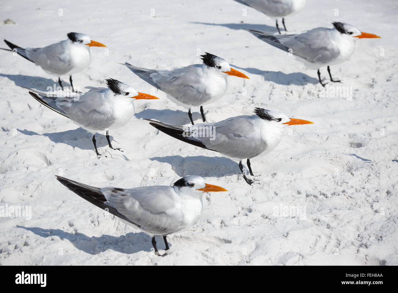 Group of royal terns sea birds stand on sandy Siesta Key beach in ...