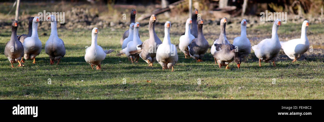 Natural background with domestic poultry at farmyard Stock Photo - Alamy