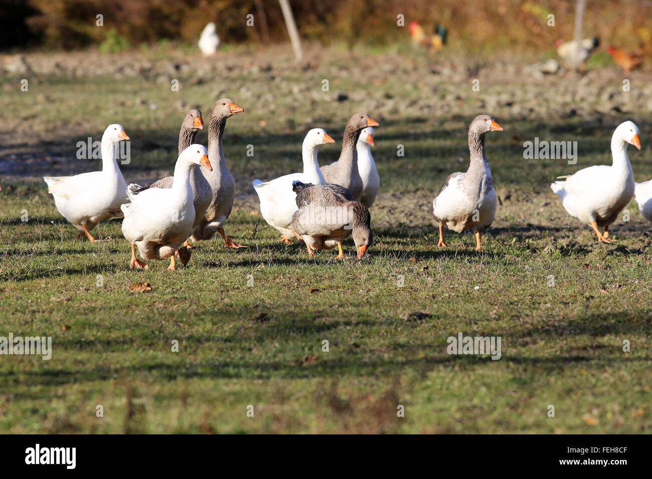 Natural background with domestic poultry at farmyard Stock Photo - Alamy