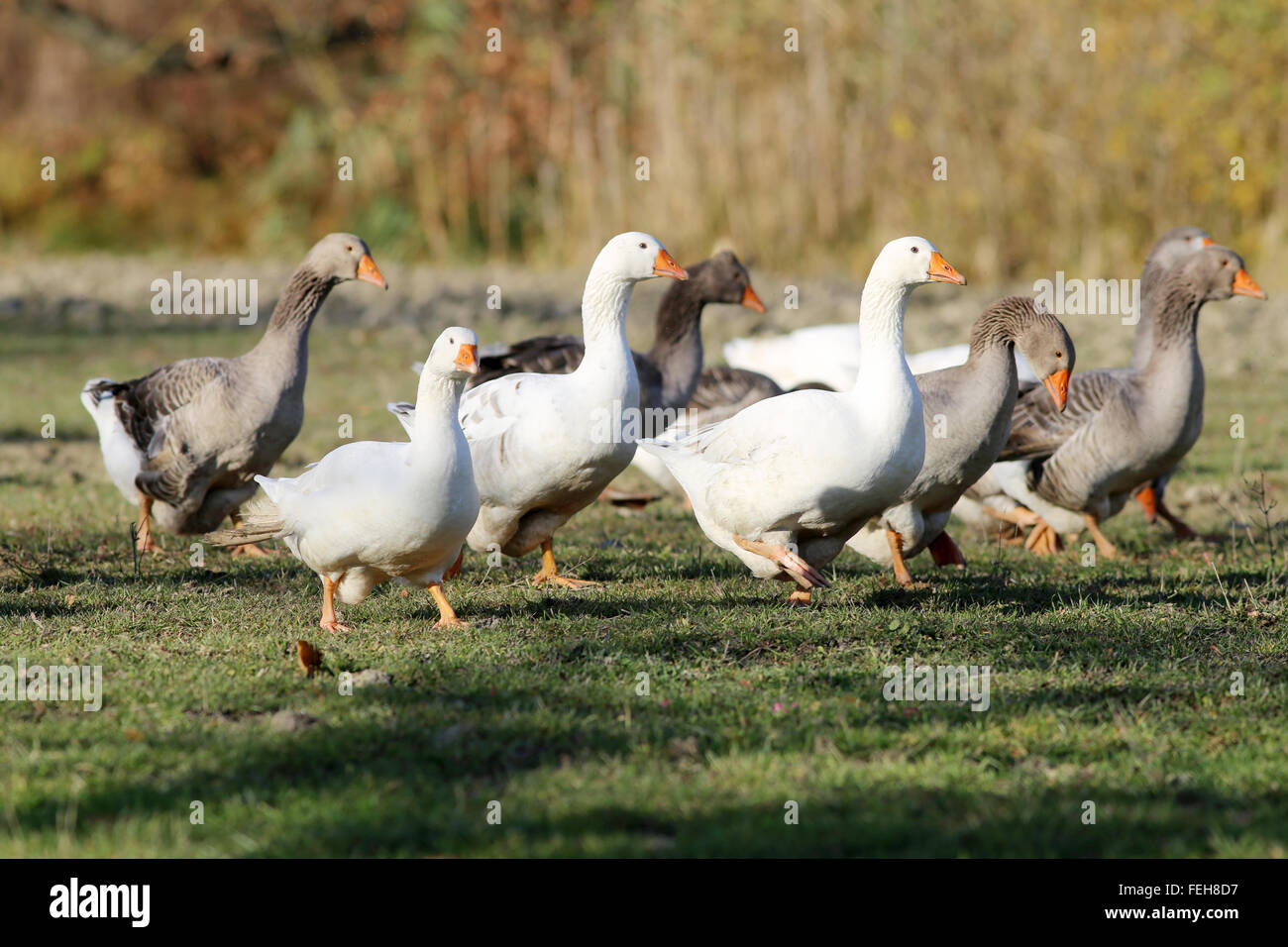 Domestic geese graze on traditional village goose farm Stock Photo - Alamy