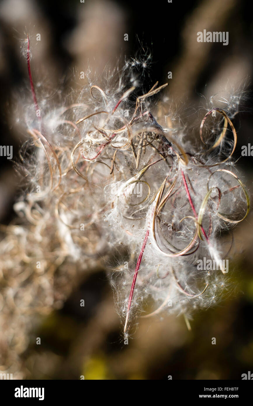 dry plant flora Stock Photo - Alamy