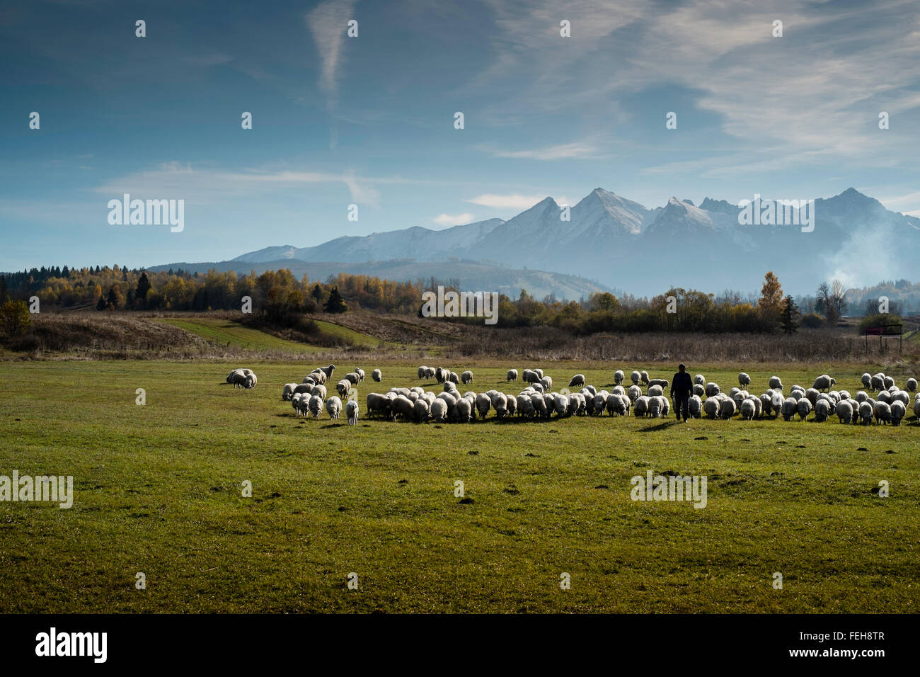 Shepherd attending his sheep in Tatra region, Podhale, Poland Stock ...