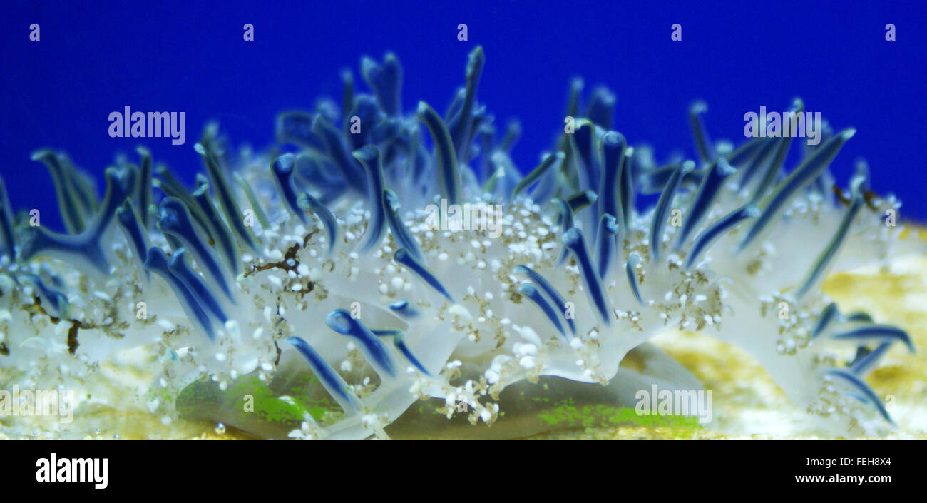 Gelatinous fish hi-res stock photography and images - Alamy