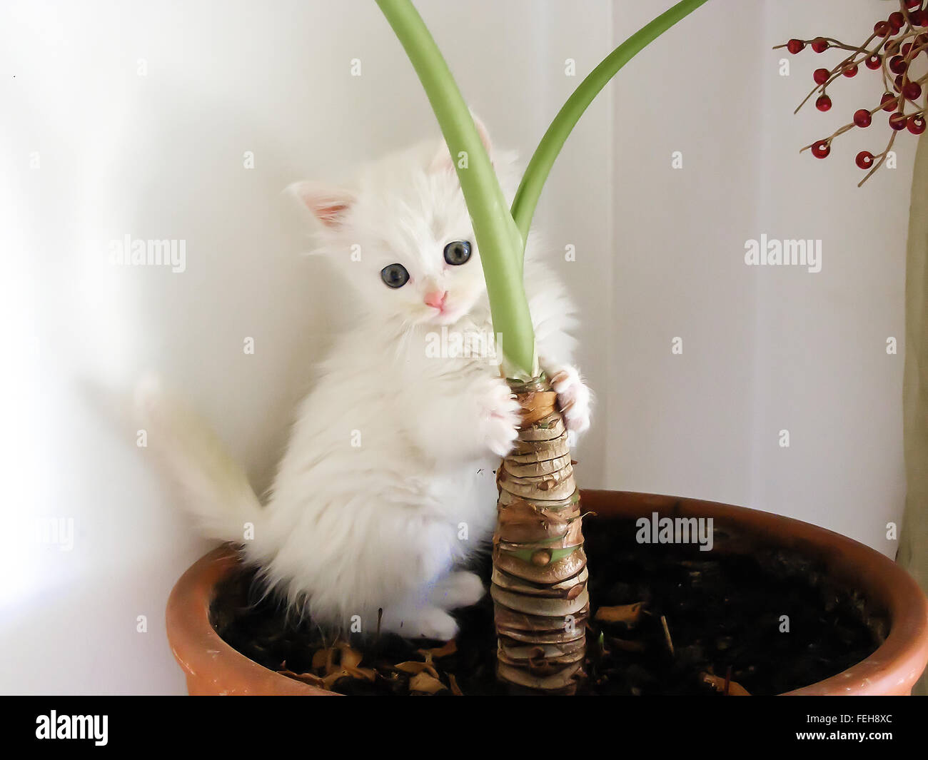 Love kitty hi-res stock photography and images - Alamy