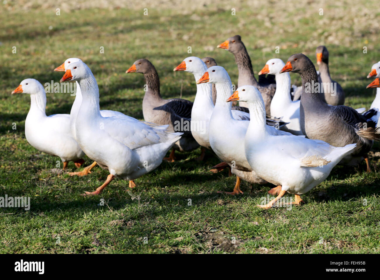 Grey and white domestic goose on poultry farm Stock Photo - Alamy