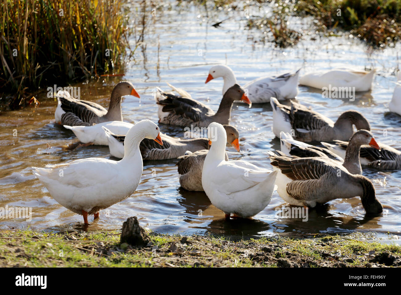 Group of geese swimming in a small natural lake Stock Photo - Alamy