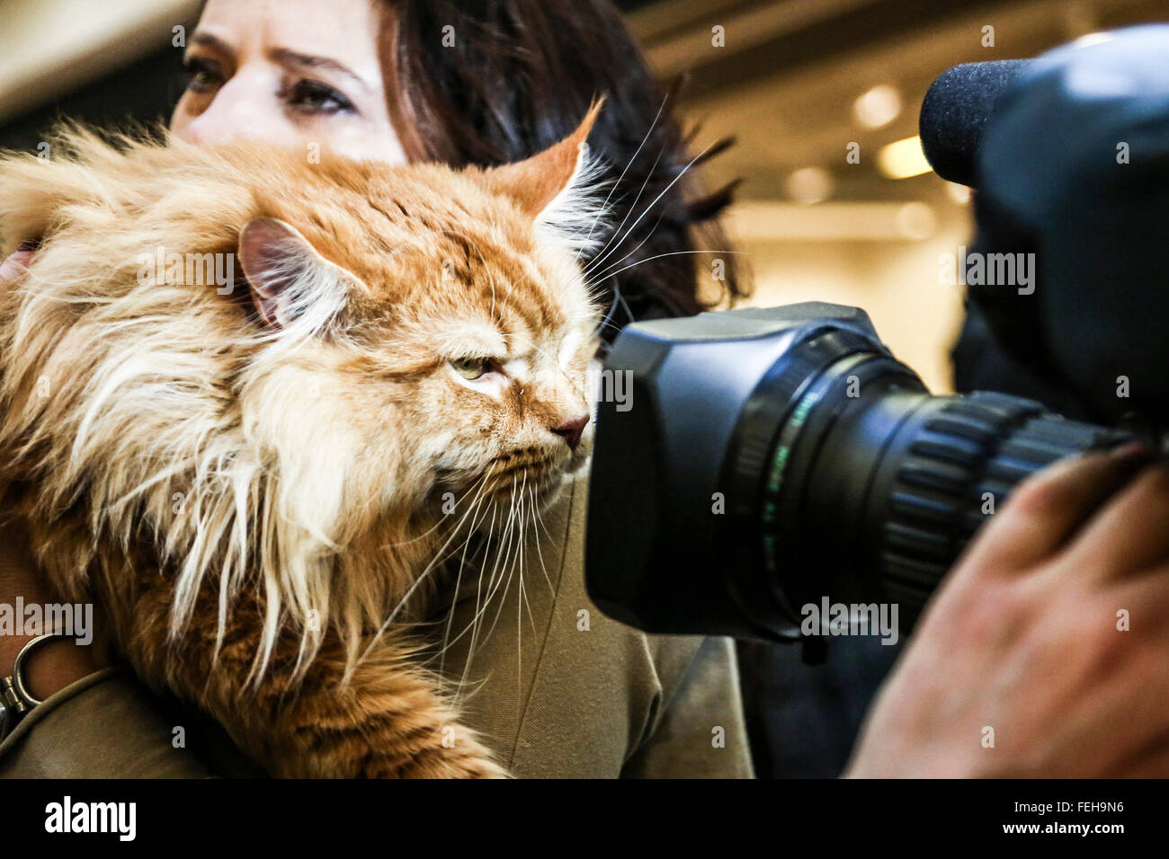 A Maine Coon cat at the exhibition of breed cats in the shopping centre ...