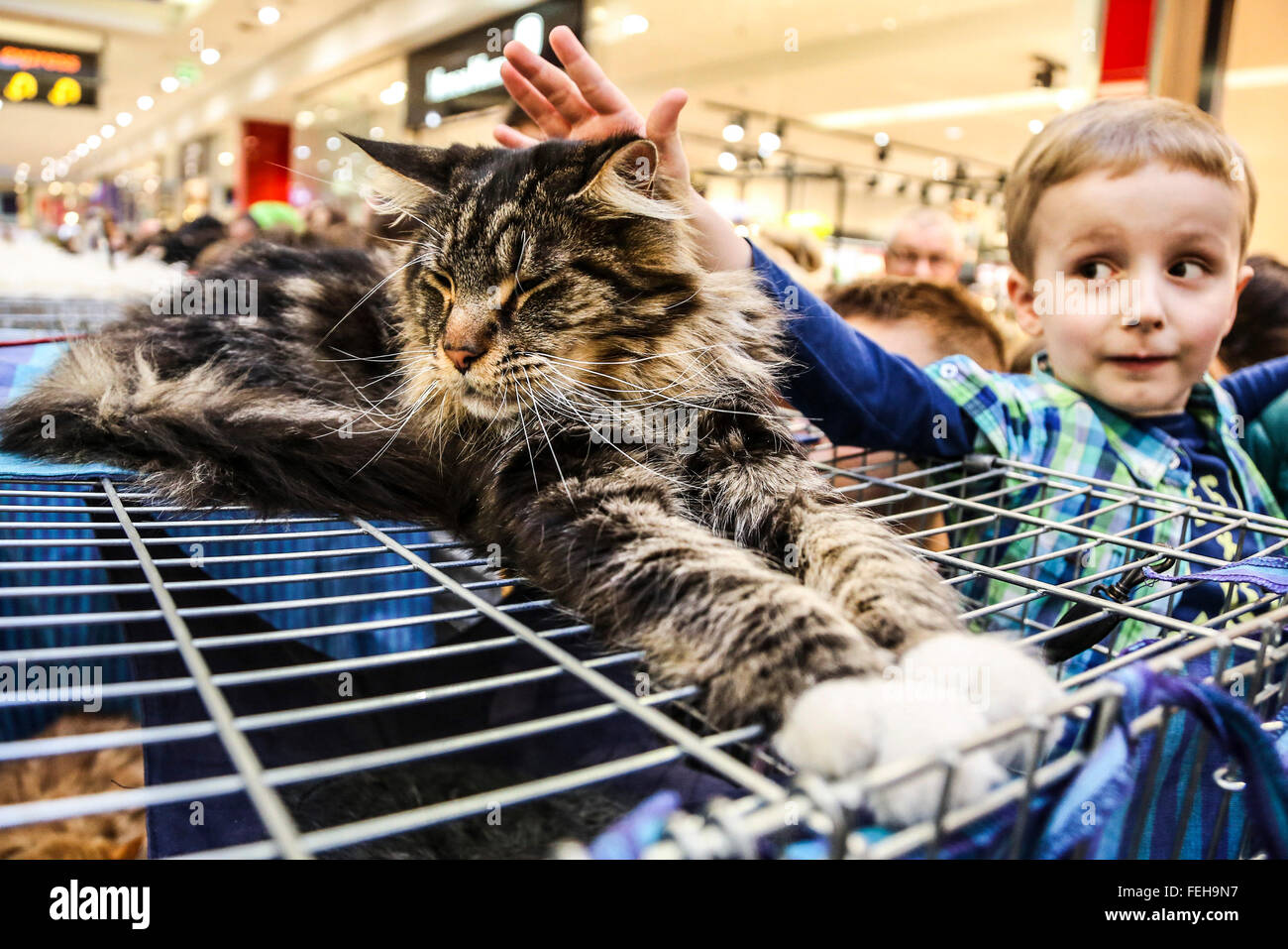 A Maine Coon cat at the exhibition of breed cats in the shopping centre ...