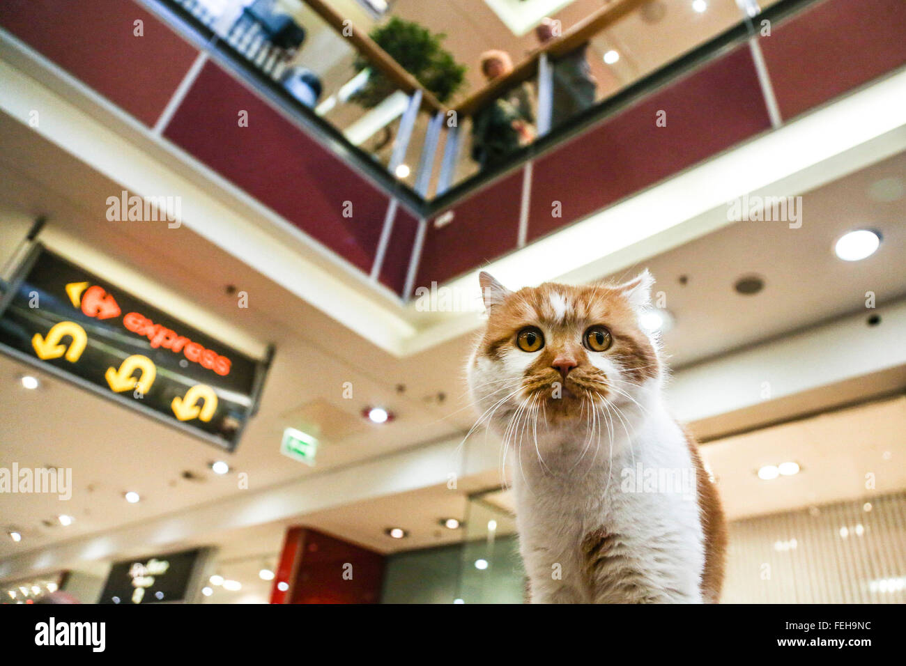 The exhibition of breed cats in the shopping centre Galeria Krakowska ...