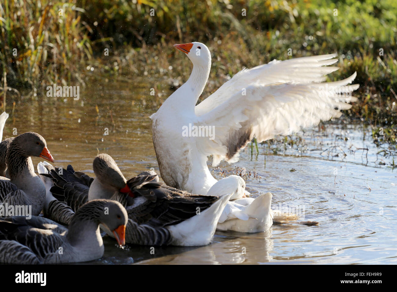 Beautiful white snow goose showing feathes of wings Stock Photo - Alamy