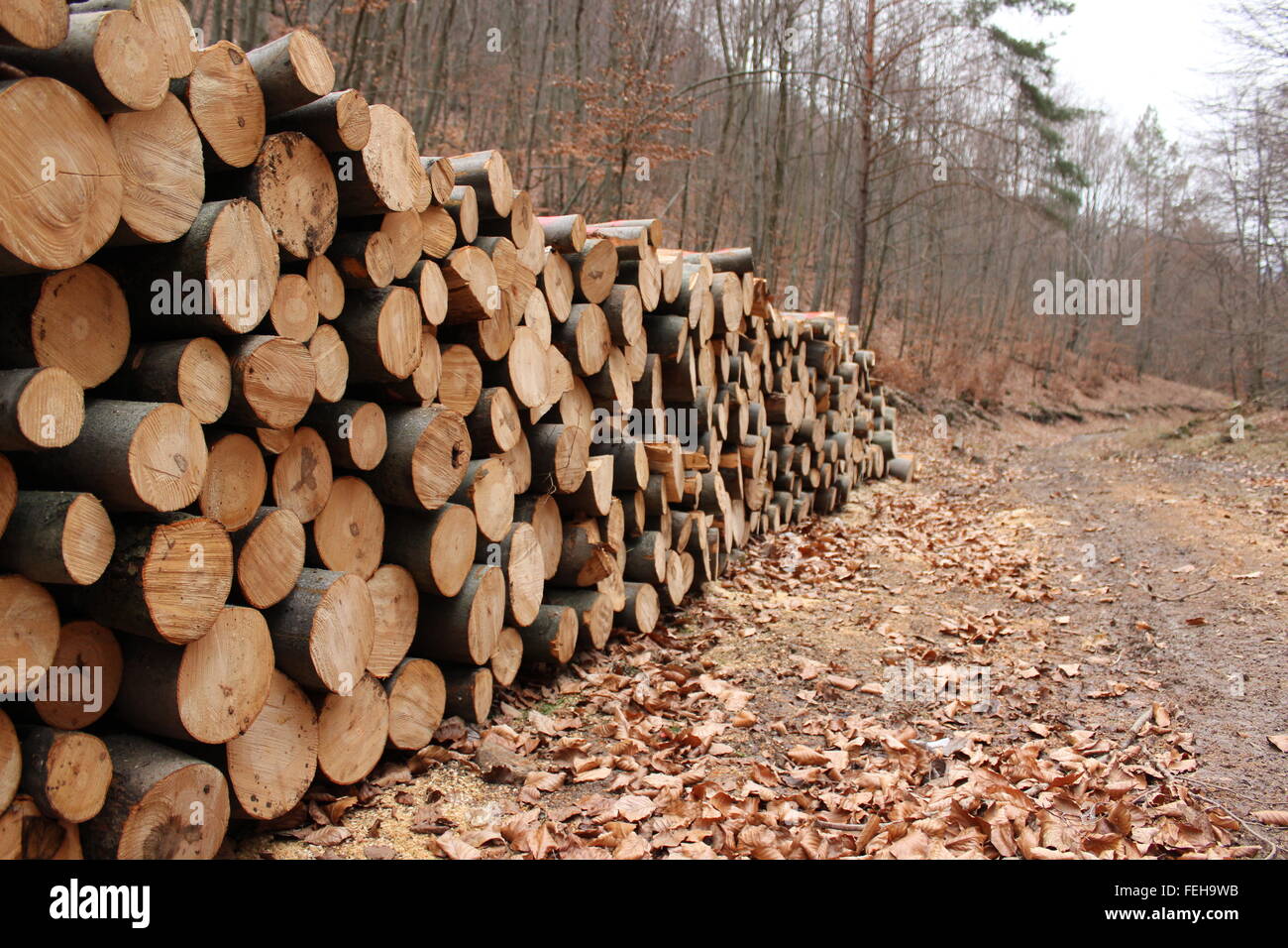 Logs in the forest Stock Photo - Alamy