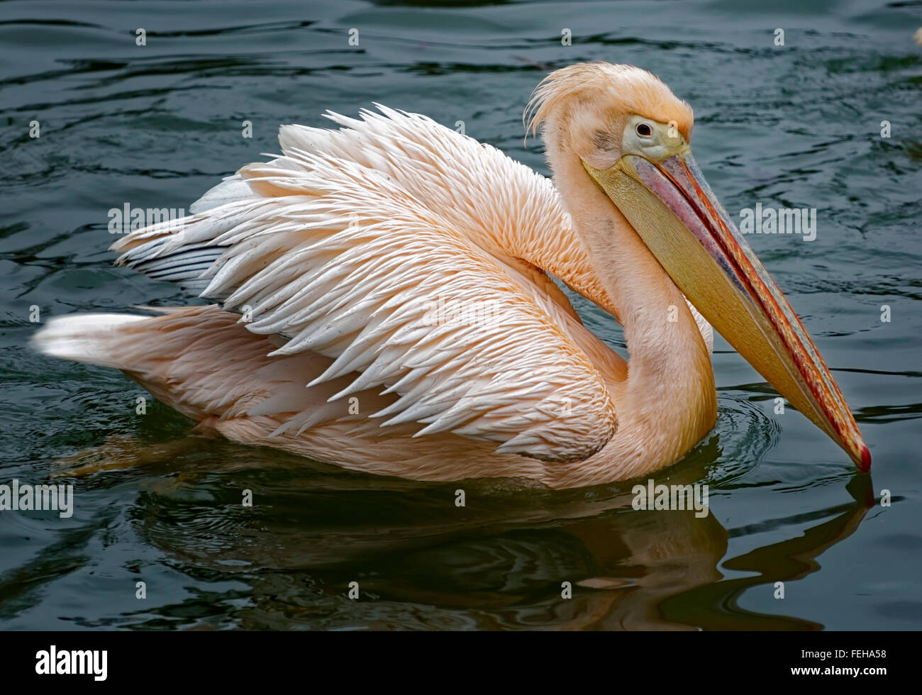 Pelican in Budapest Zoo Stock Photo - Alamy