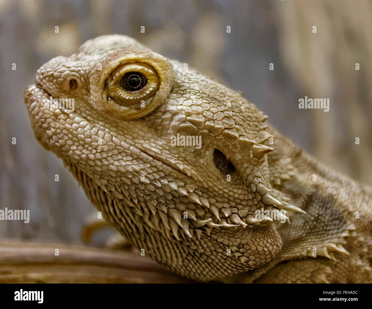 Bearded dragon hi-res stock photography and images - Alamy