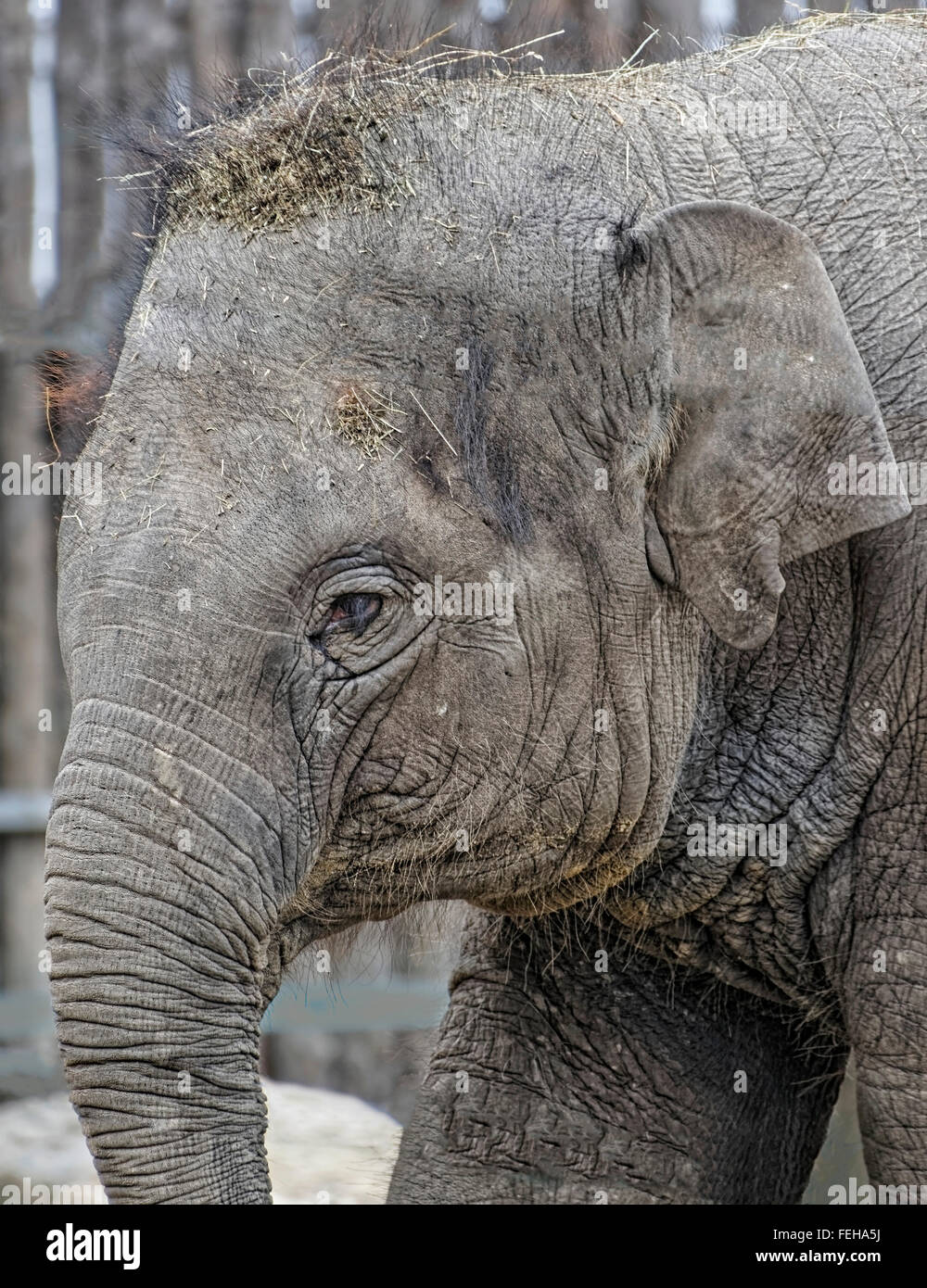 Elephant (called Asha) in Budapest Zoo Stock Photo - Alamy